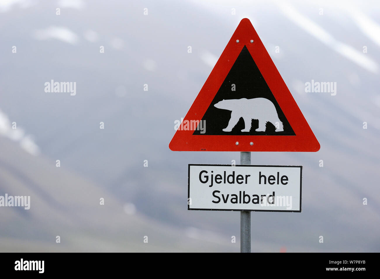 Warning sign for Polar Bear (Ursus maritimus) Svalbard, Norway Stock ...
