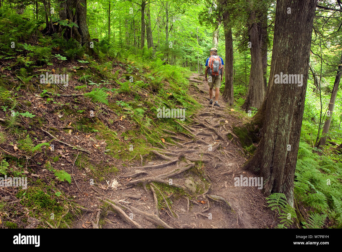 Hiker on the Carlton Trail in Jay Cook State Park. Minnesota, USA ...
