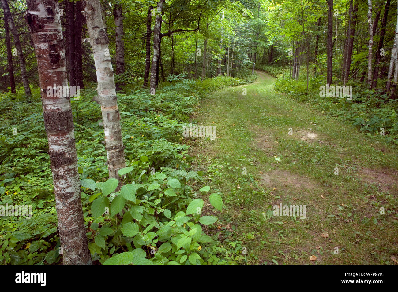 Path of the Silver Trail / North Country Trail in Jay Cook State Park ...