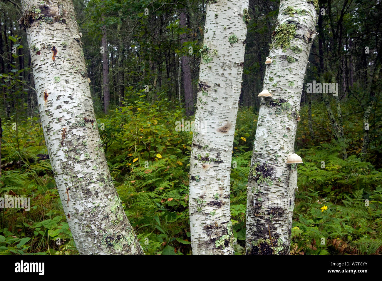 Birch tree (Betula sp) along the Old Logging Trail in Lake Bemidji ...