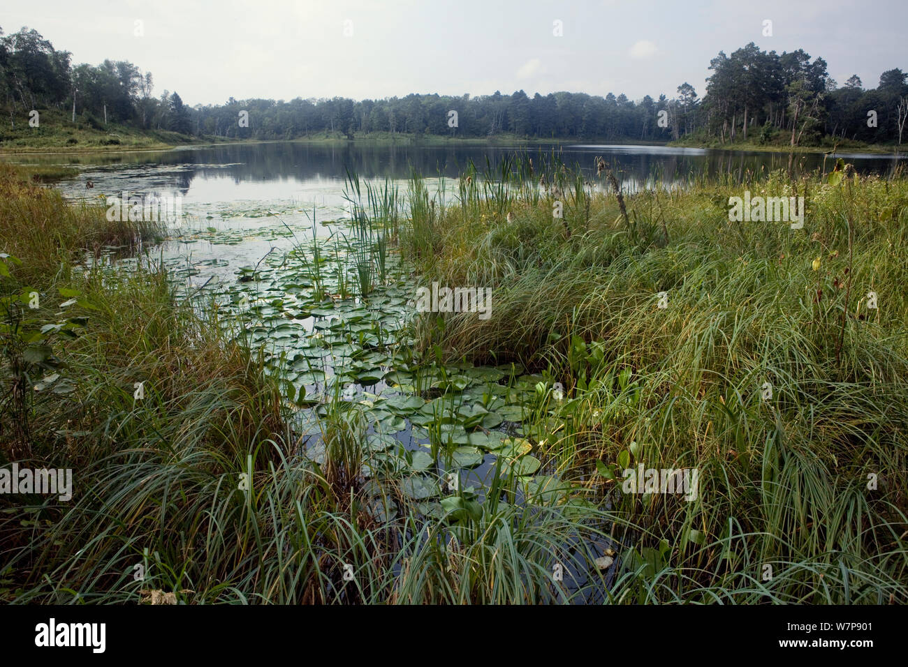 Myrtle Lake with lily pads (Nymphaeaceae) Itasca State Park Minnesota ...