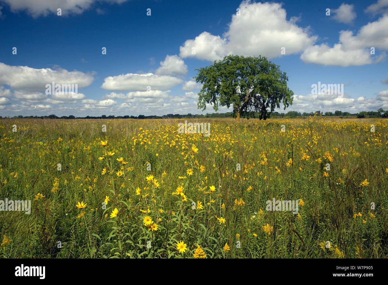 Lone tree in Buffalo River State Park along the Fire Break trail ...