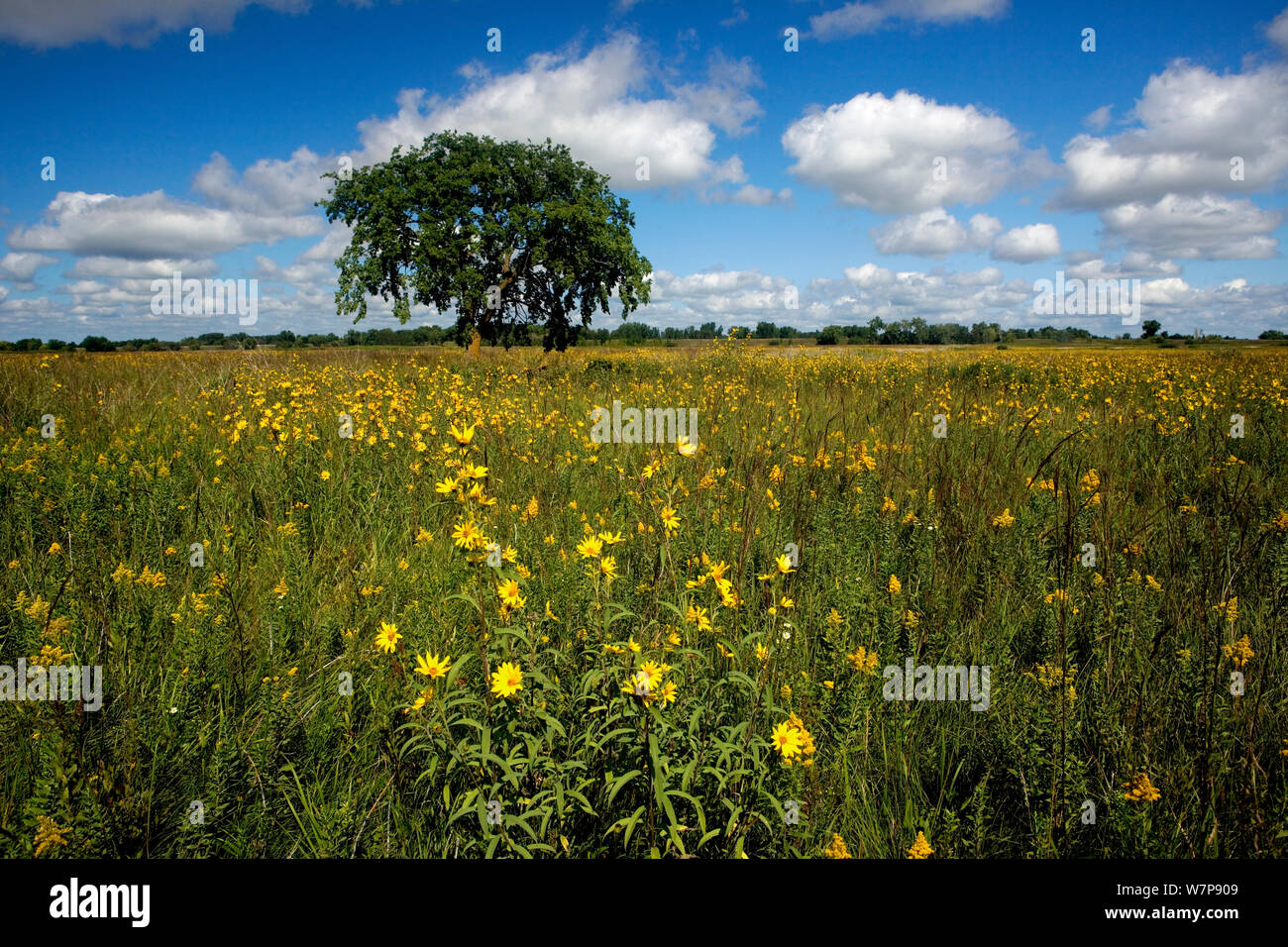 Lone tree in Buffalo River State Park along the Fire Break trail ...