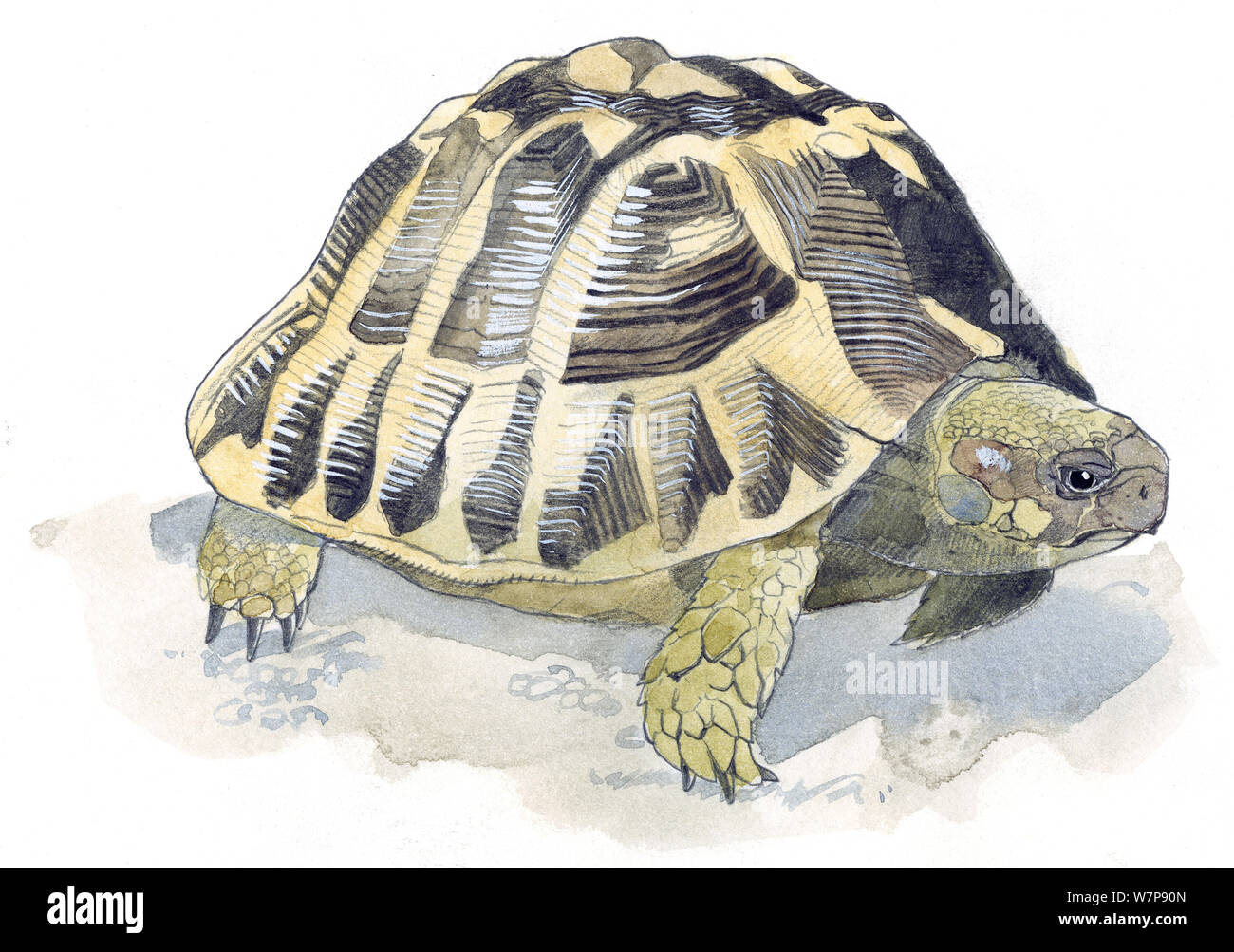 Illustration of Hermann's Tortoise (Testudo hermanni), native to ...