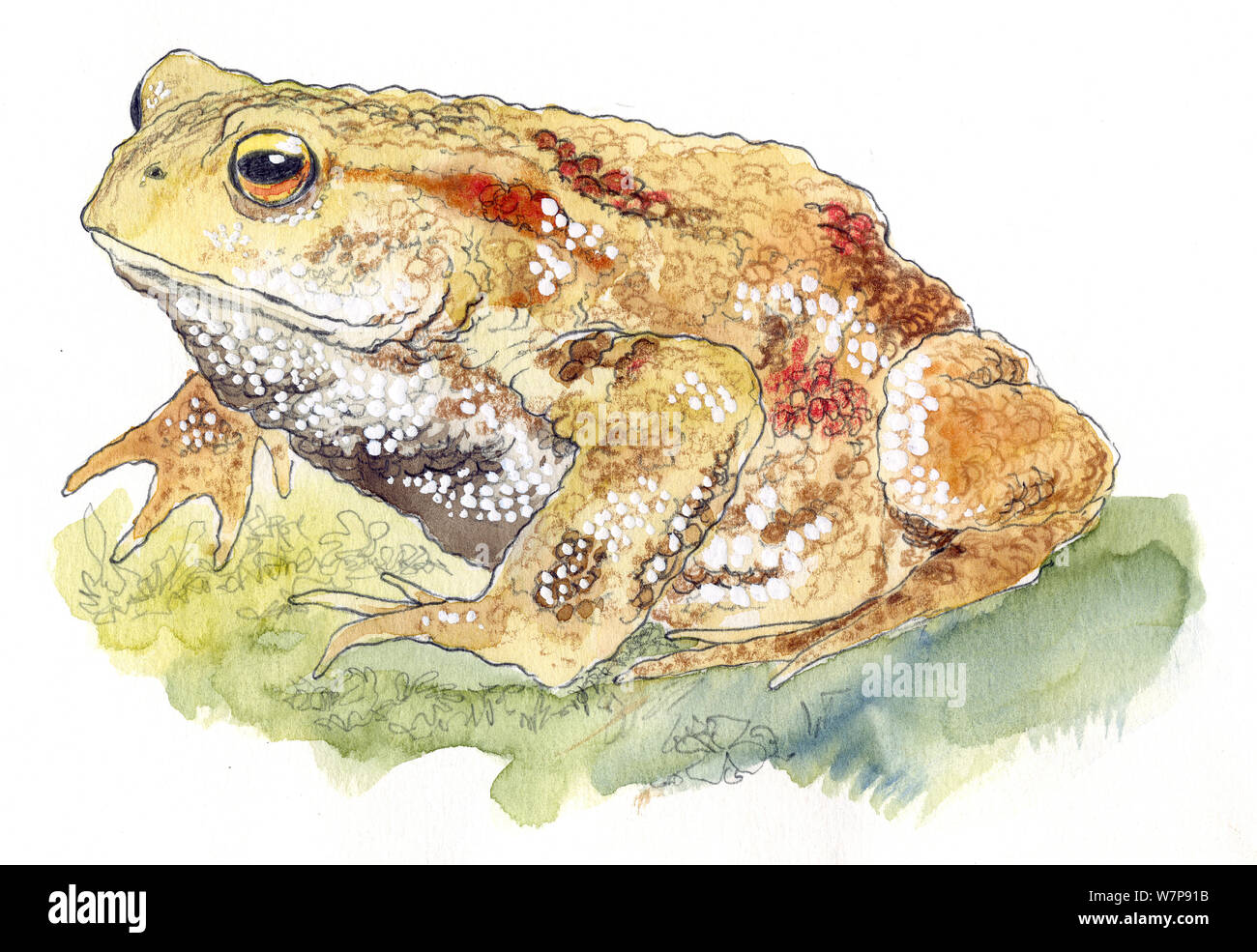 Toad Painting