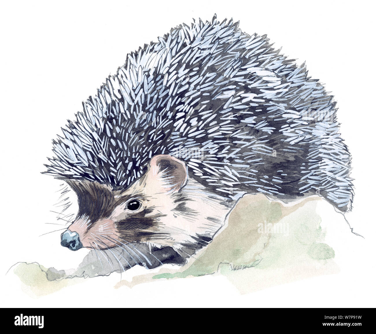 Illustration of European hedgehog (Erinaceus europaeus). Pencil and ...