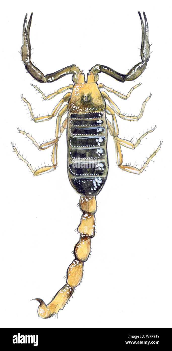 Illustration of Common Yellow Scorpion (Buthus occitanus), Pencil and ...