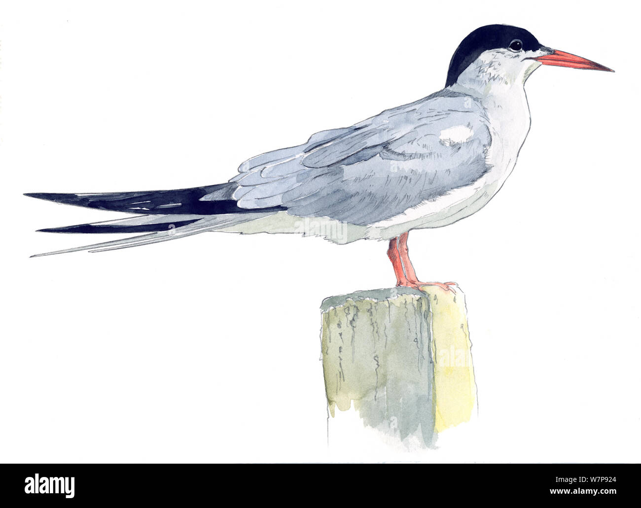 Illustration of Common Tern (Sterna hirundo). Pencil and watercolor ...