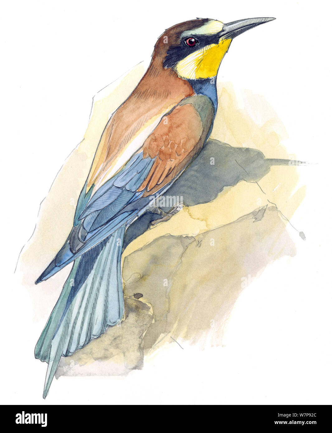 Illustration of European Bee-eater (Merops apiaster). Pencil and ...