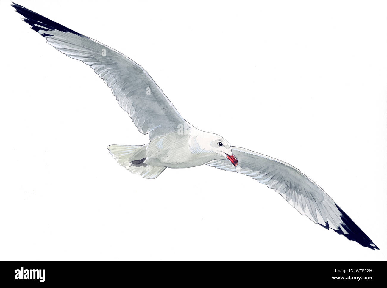 Illustration of Audouin's Gull (Larus audouinii). Near Threatened ...