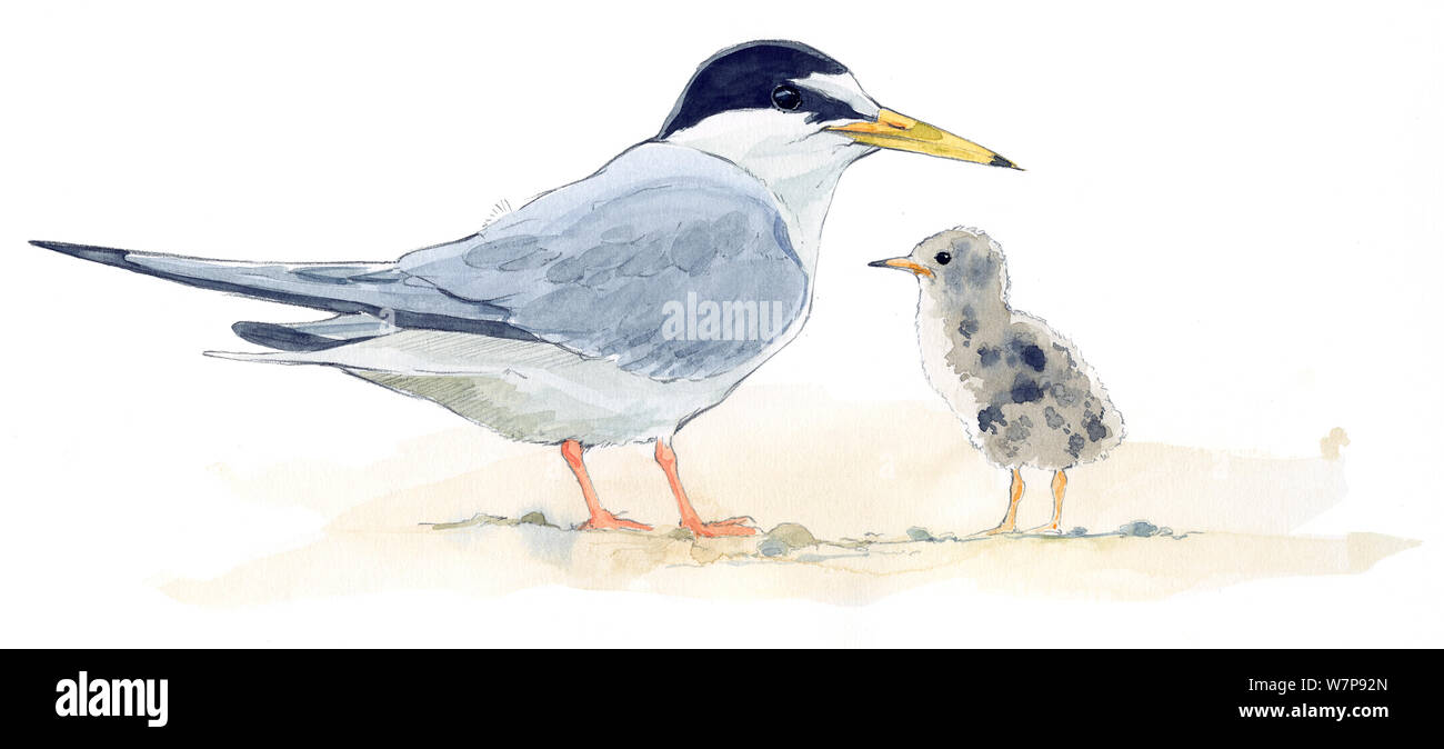 Illustration of Little Tern (Sternula albifrons) with chick. Pencil and ...