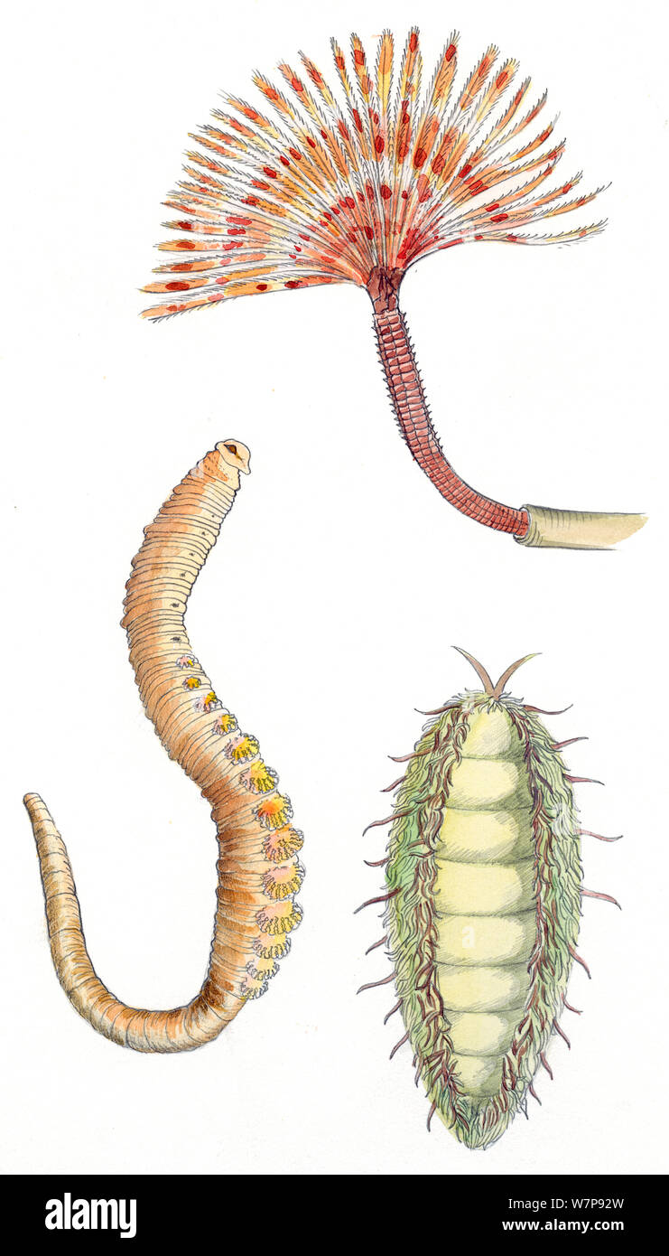 Illustration of different Polychaetes worms. Pencil and watercolor ...