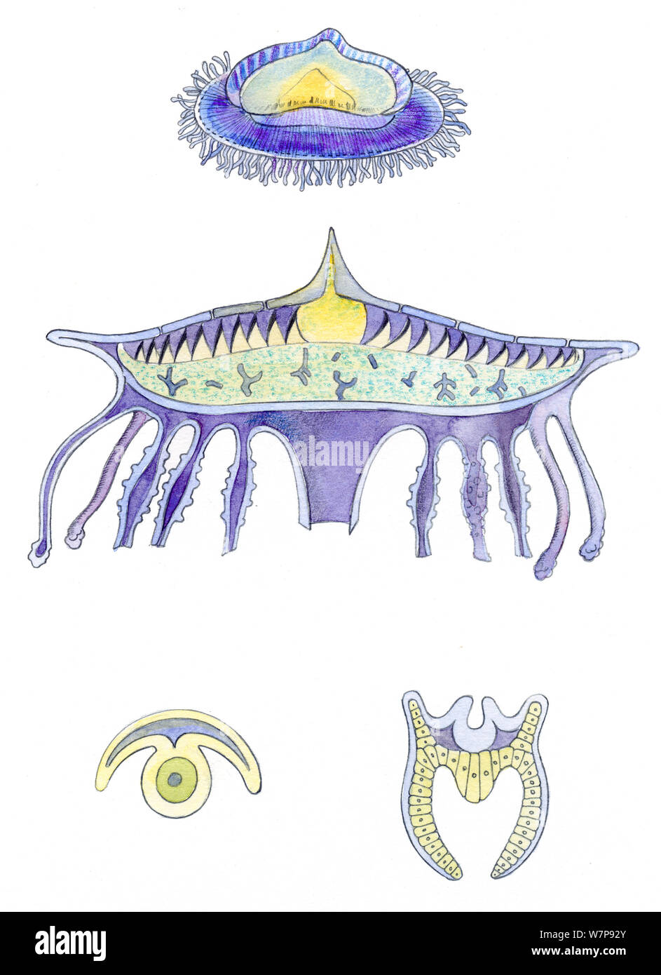 Illustration of individuals of Velella (Velella velella) siphonophore ...