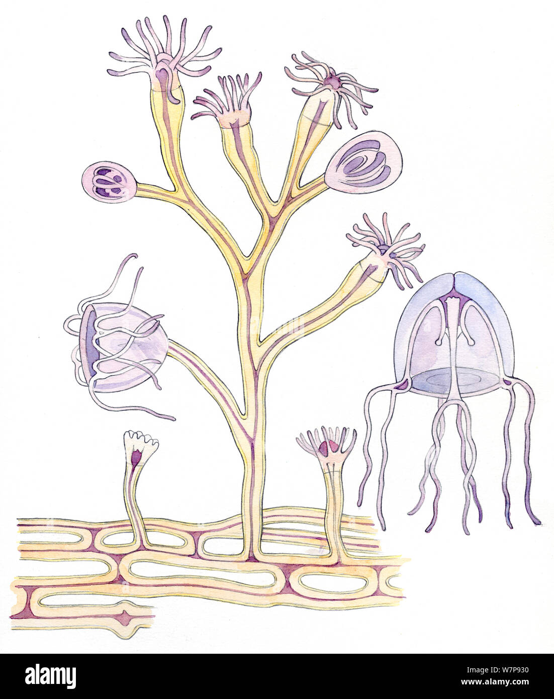 Hydrozoa Cut Out Stock Images & Pictures - Alamy