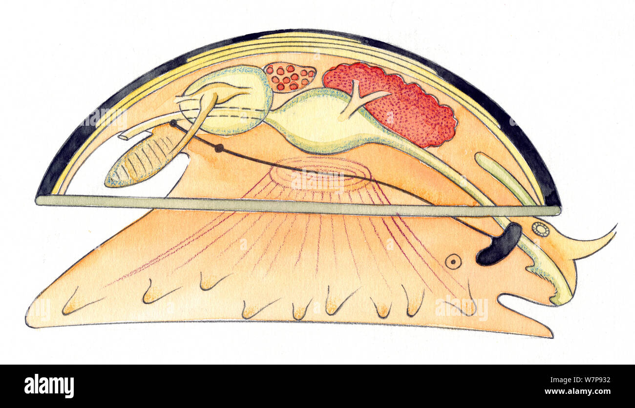 Illustration of generalized mollusc anatomy. Pencil and watercolor ...