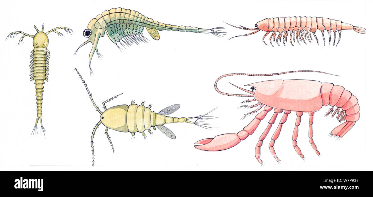 Illustration of evolution of crustaceans. Pencil and watercolor ...