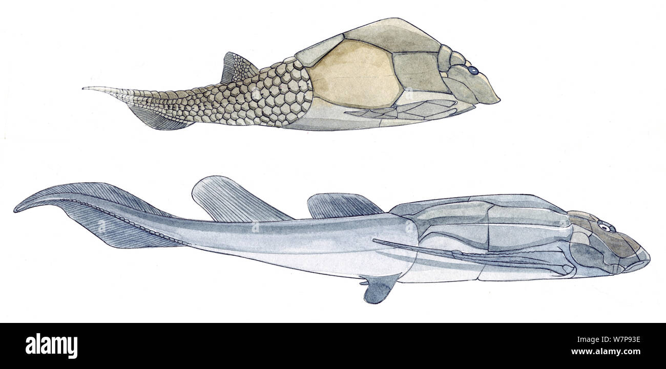 Placoderm hi-res stock photography and images - Alamy