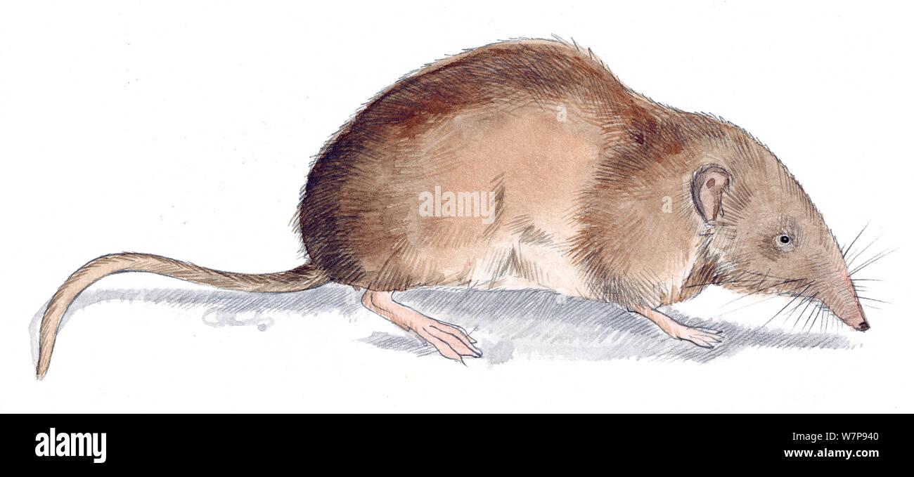 Illustration of Greater White-toothed Shrew (Crocidura russula). Pencil ...