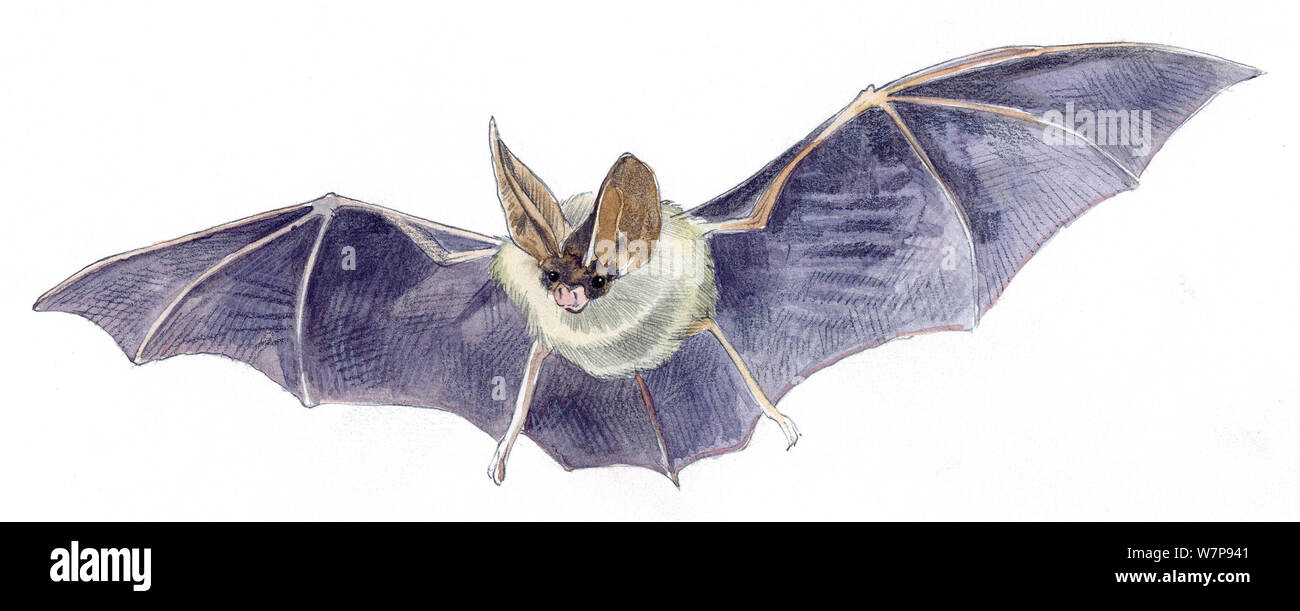 Illustration of Brown Big-eared Bat (Plecotus auritus). Pencil and ...