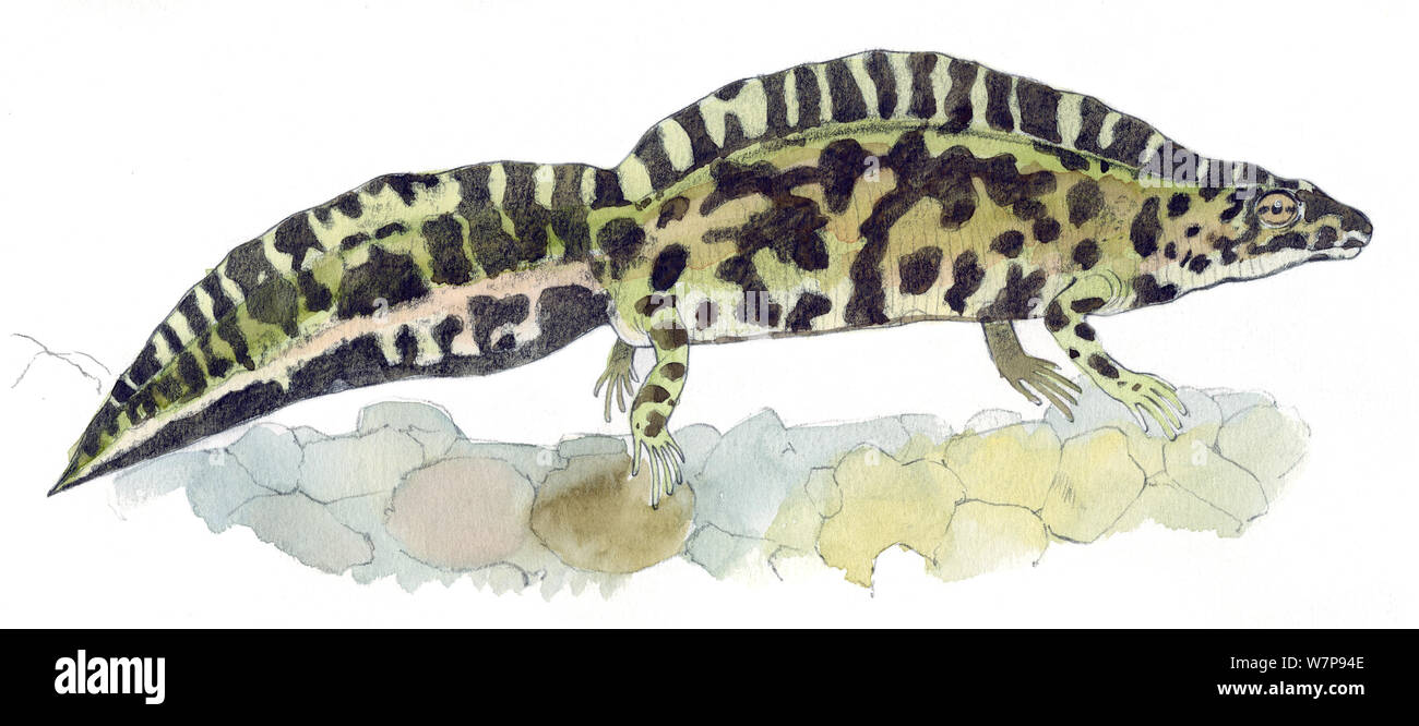Illustration of Marbled Newt (Triturus marmoratus). Pencil and ...
