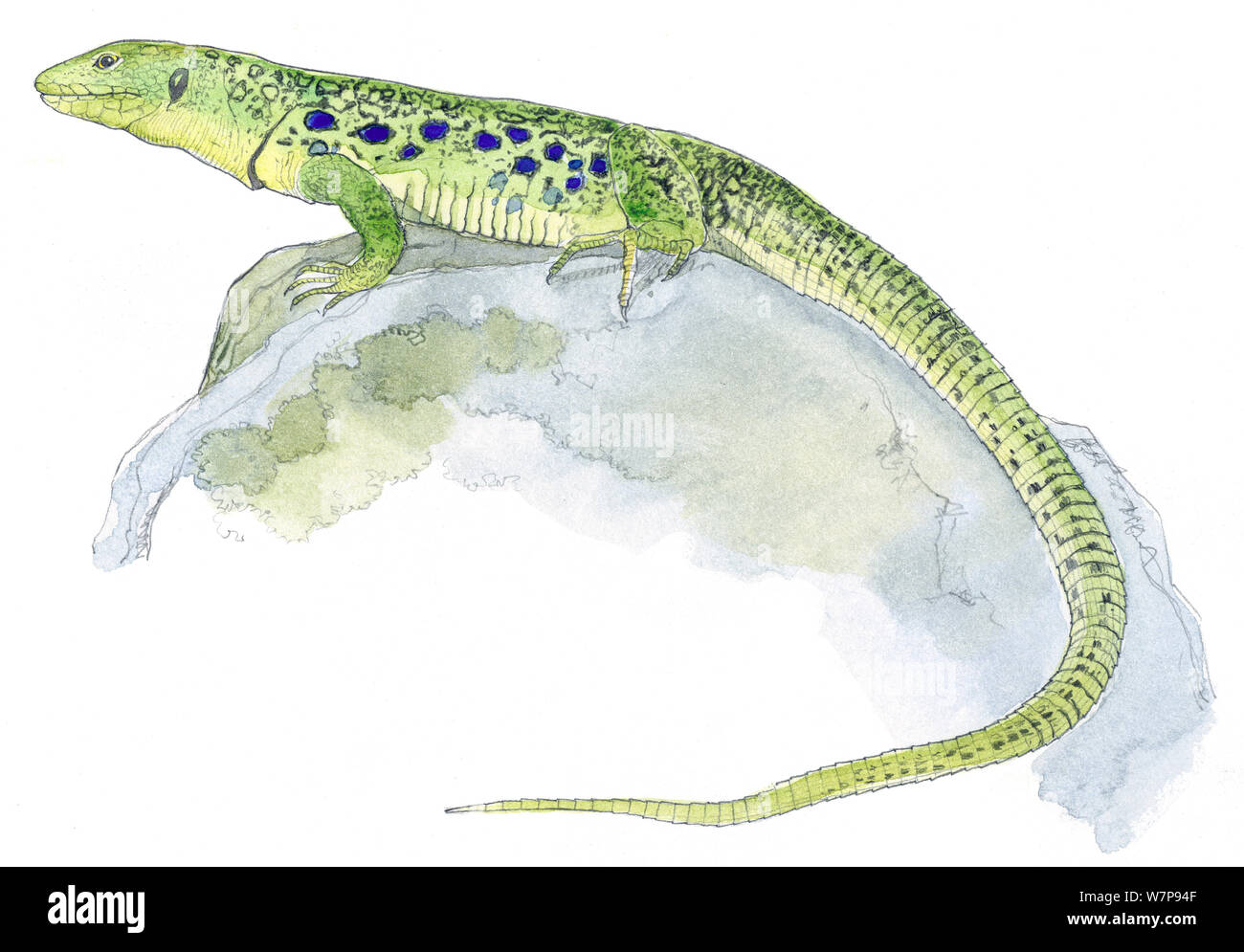 Illustration of Ocellated Lizard (Timon lepidus). Pencil and watercolor ...