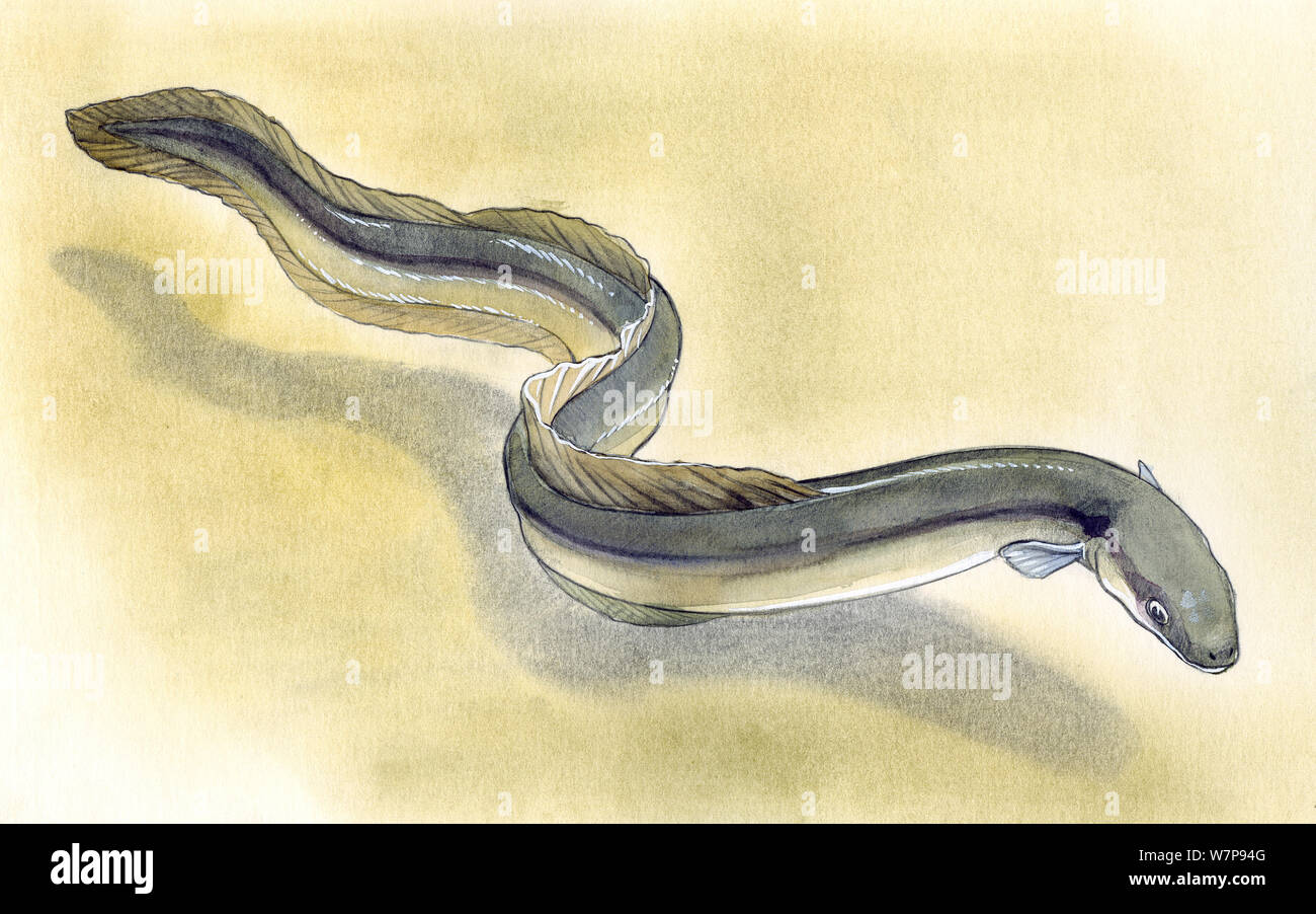 Illustration of European Eel (Anguilla anguilla). Pencil, watercolor ...