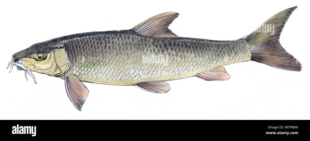 Illustration of Barbel (Barbus barbus). Pencil and watercolor painting ...
