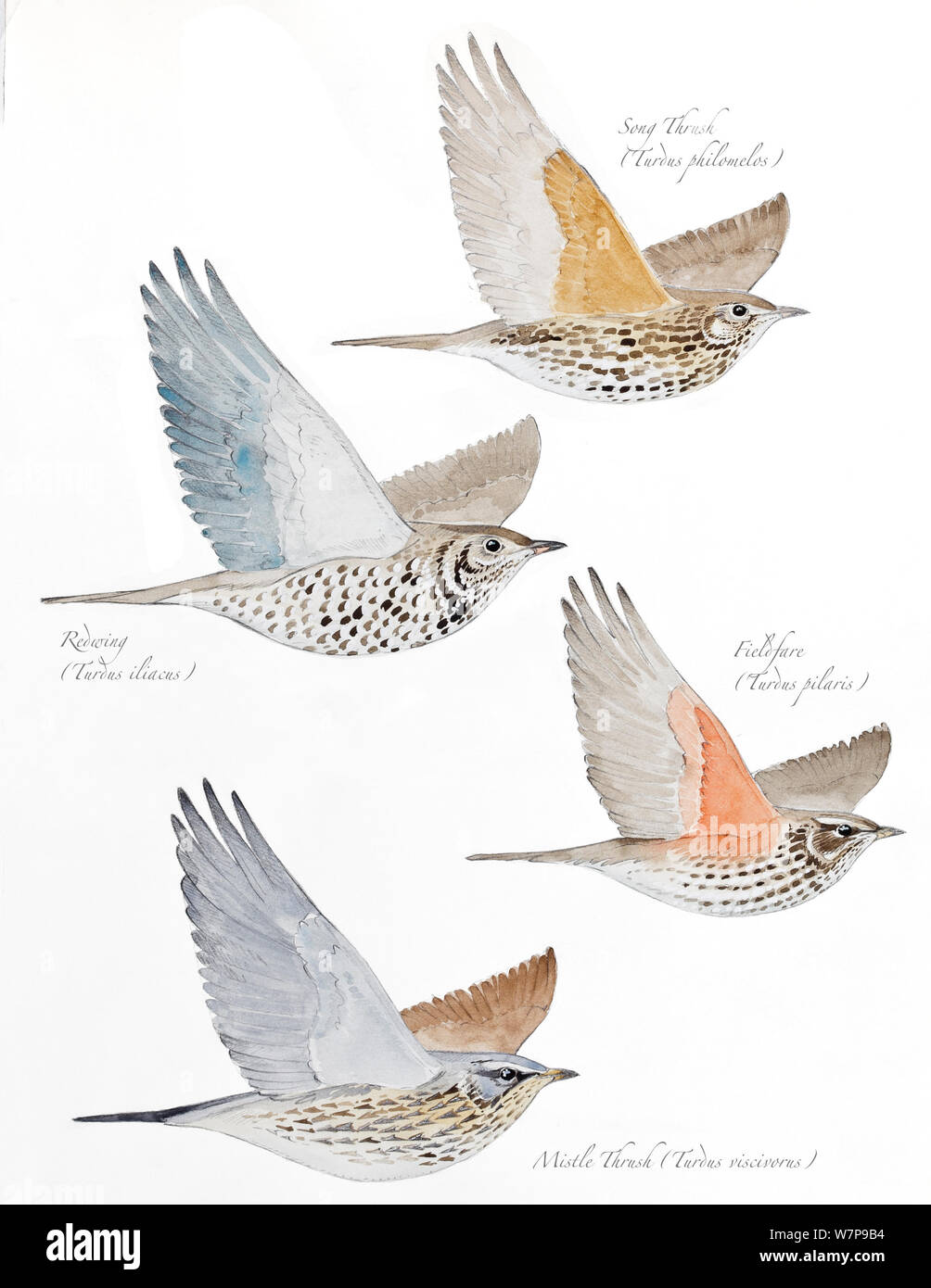 Illustration of Turdidae family: Song Thrush (Turdus Philomelos ...