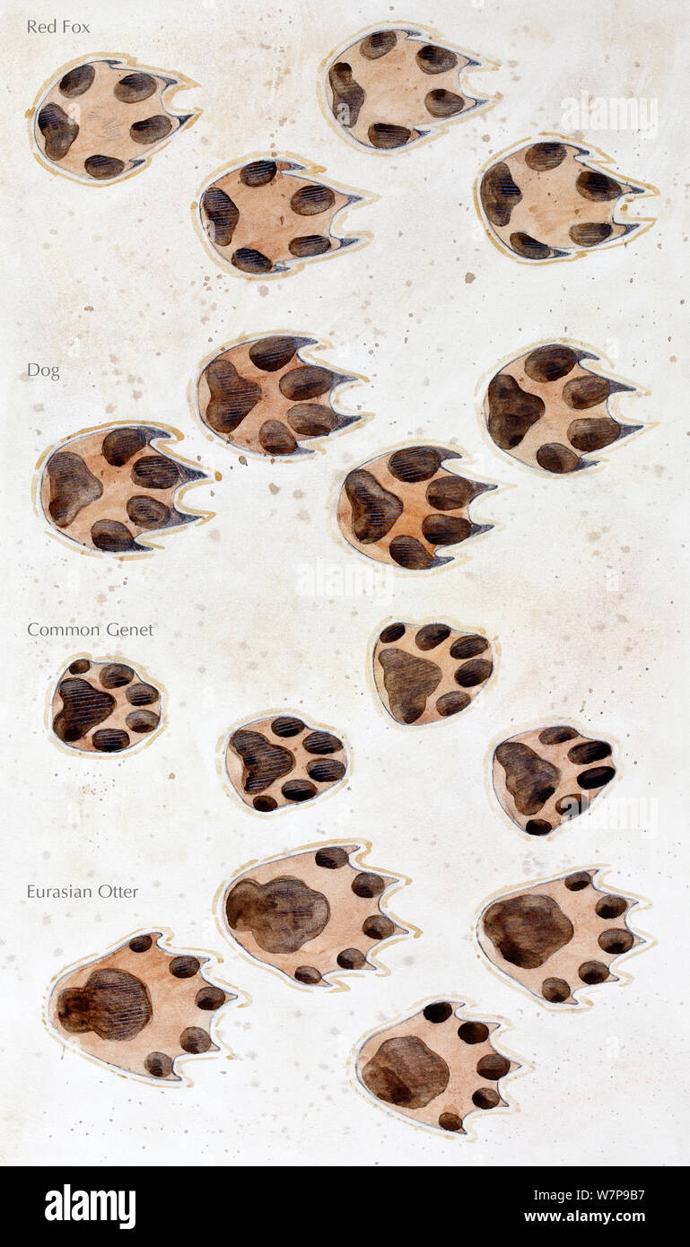 Illustration of tracks: Red Fox (Vulpes vulpes), Dog (Canis lupus ...