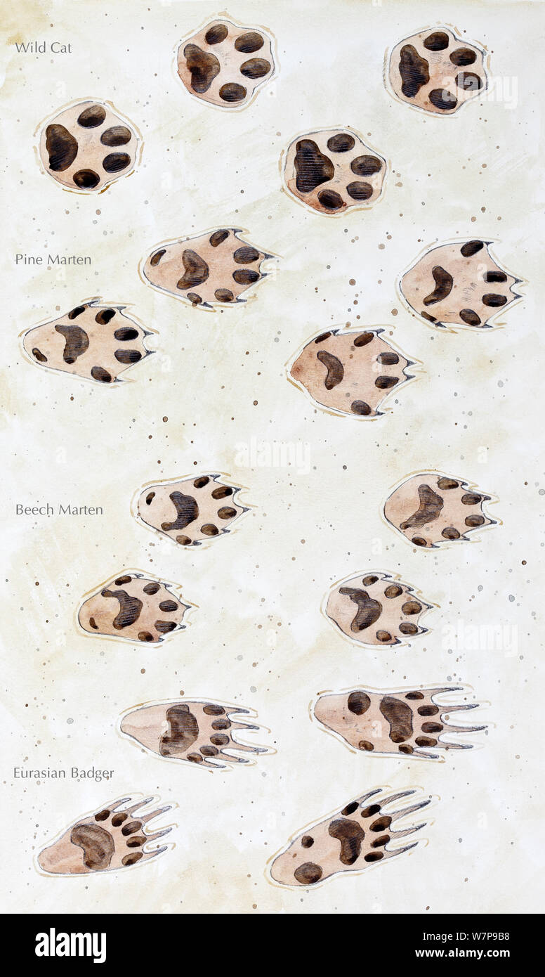 Illustration Of Tracks Wild Cat Felis Silvestris Pine Marten Martes