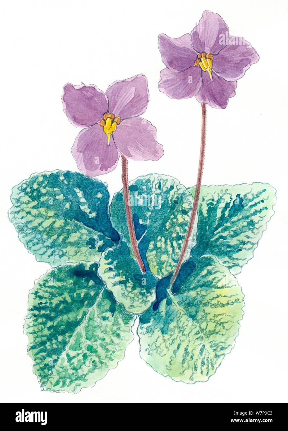 Illustration of Pyrenean Violet (Ramonda myconi). Pencil and watercolor ...