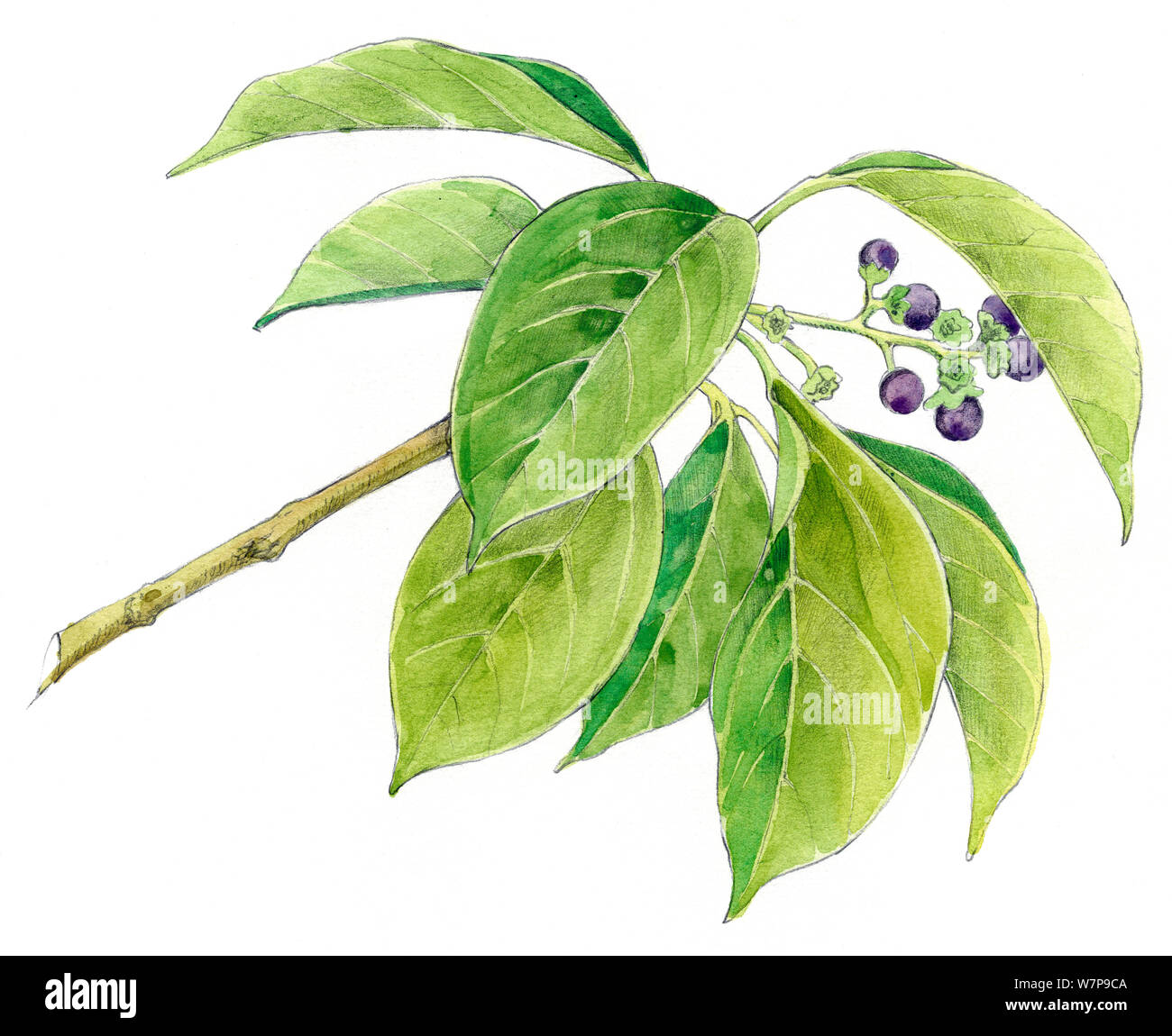 Illustration of Camphor tree (Cinnamomum camphora). Detail of leaves ...