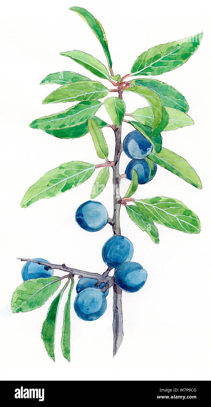 Illustration of Blackthorn (Prunus spinosa). Detail of leaves and fruit ...