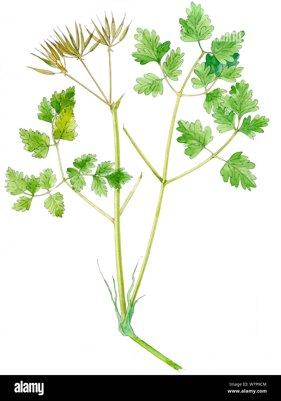 Illustration of Chervil (Chaerophyllum cerefolium). Pencil and ...