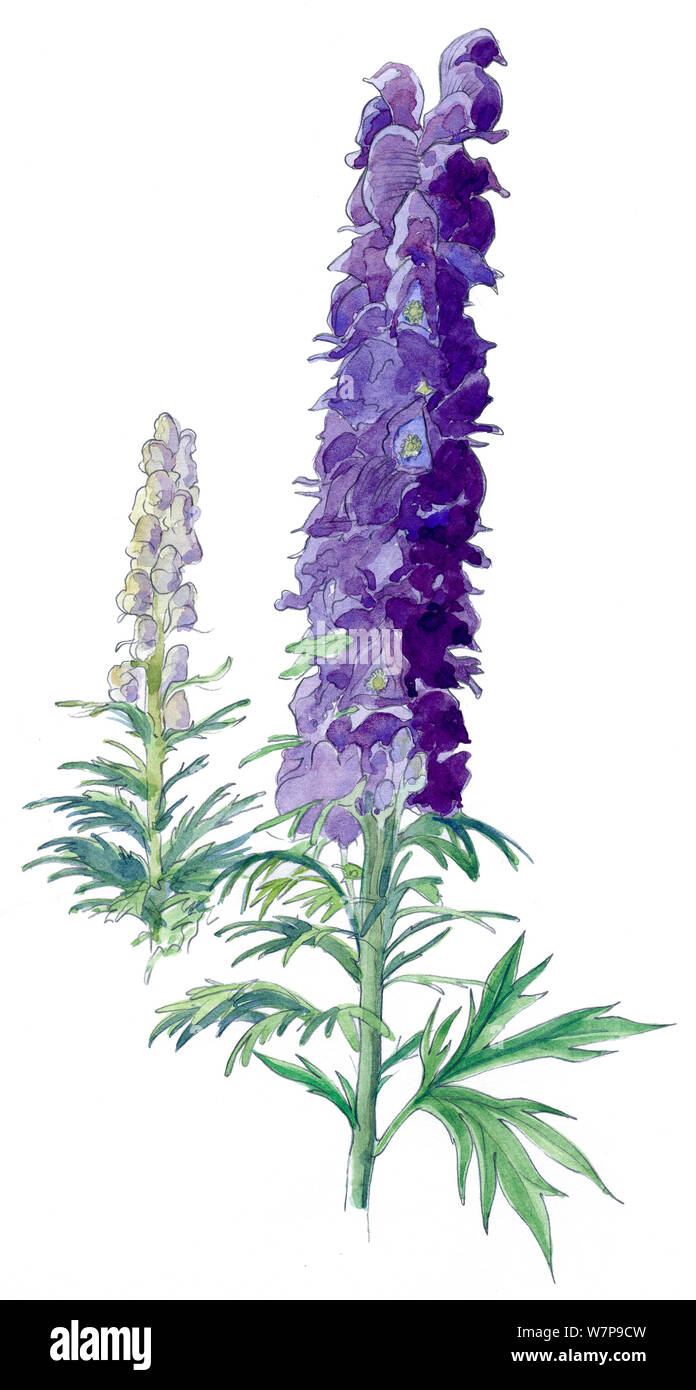 Illustration of Monkshood (Aconitum napellus). Pencil and watercolor ...
