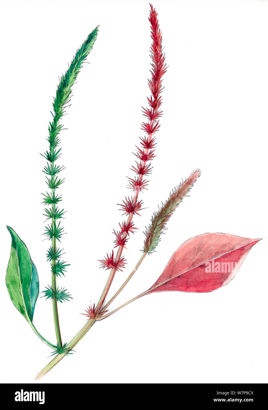 Illustration of Amaranth (Amaranthus hypochondriacus). Pencil and ...