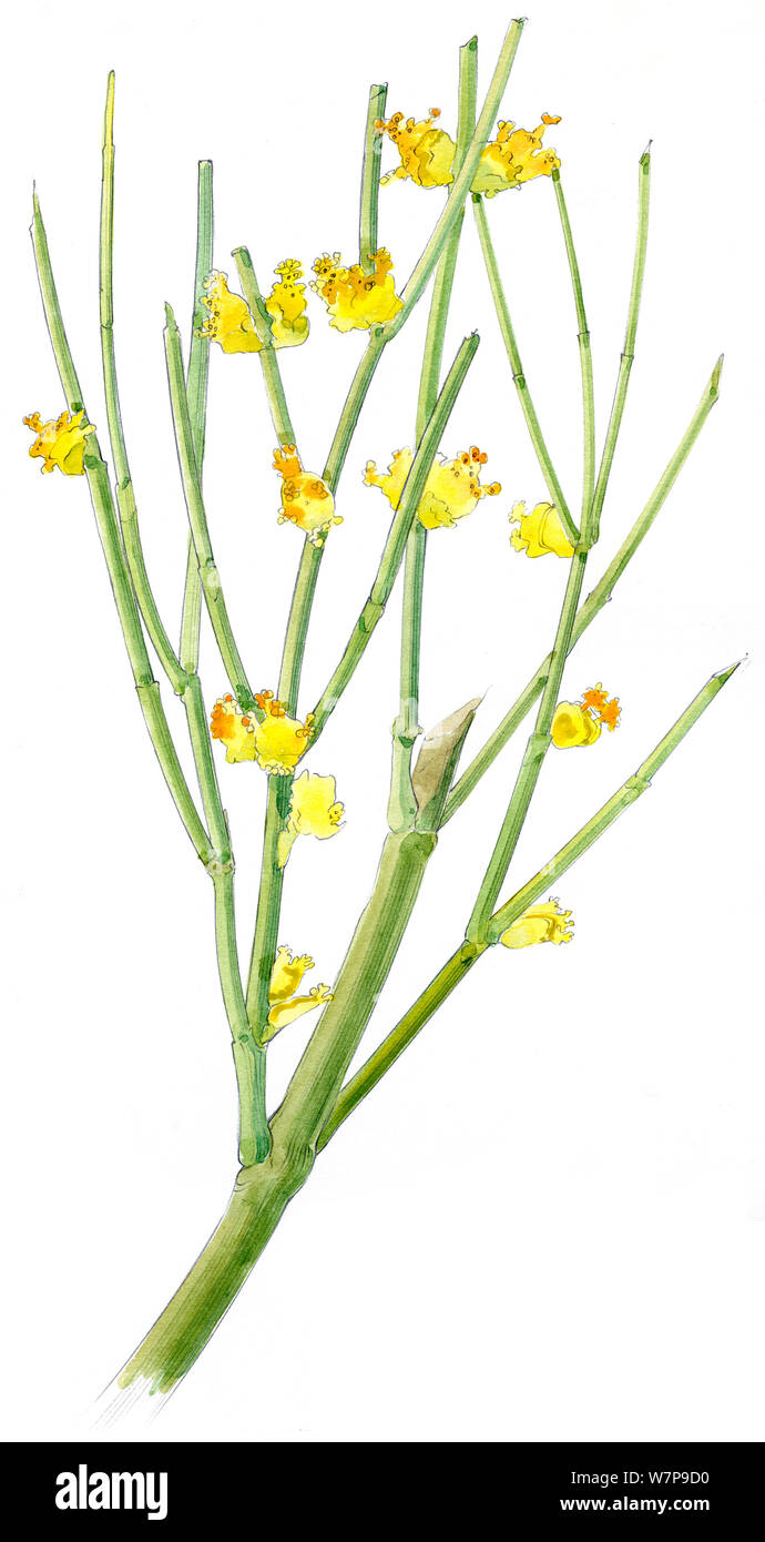 Illustration of Mormon tea plant (Ephedra vulgaris). Pencil and ...