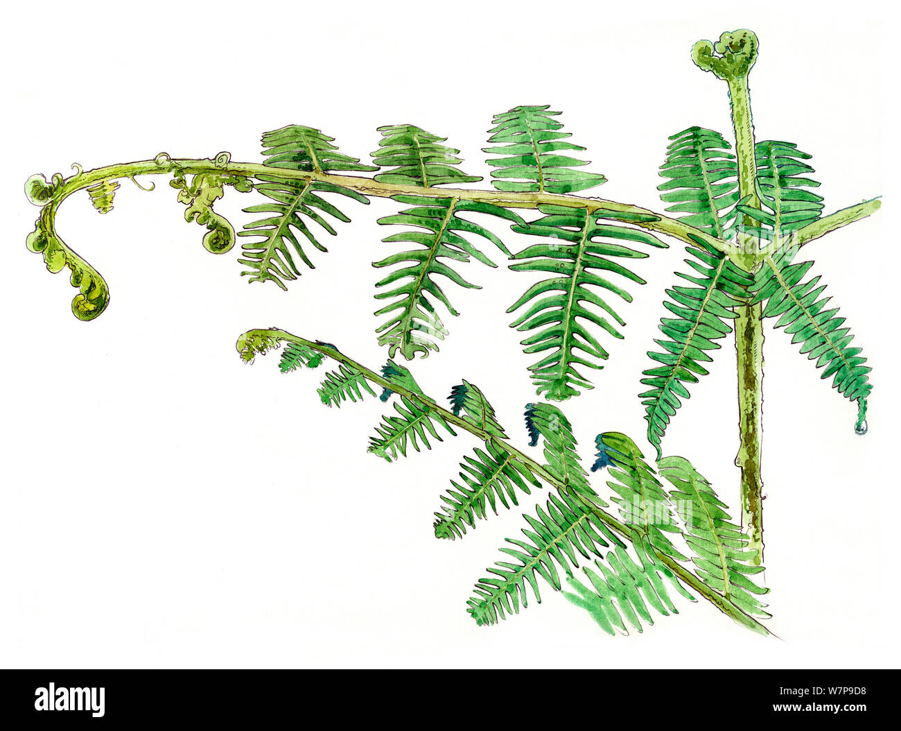 Lady Fern Drawing