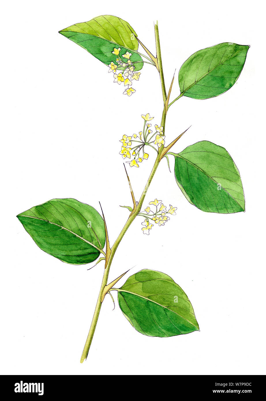 Paliurus aculeatus hi-res stock photography and images - Alamy