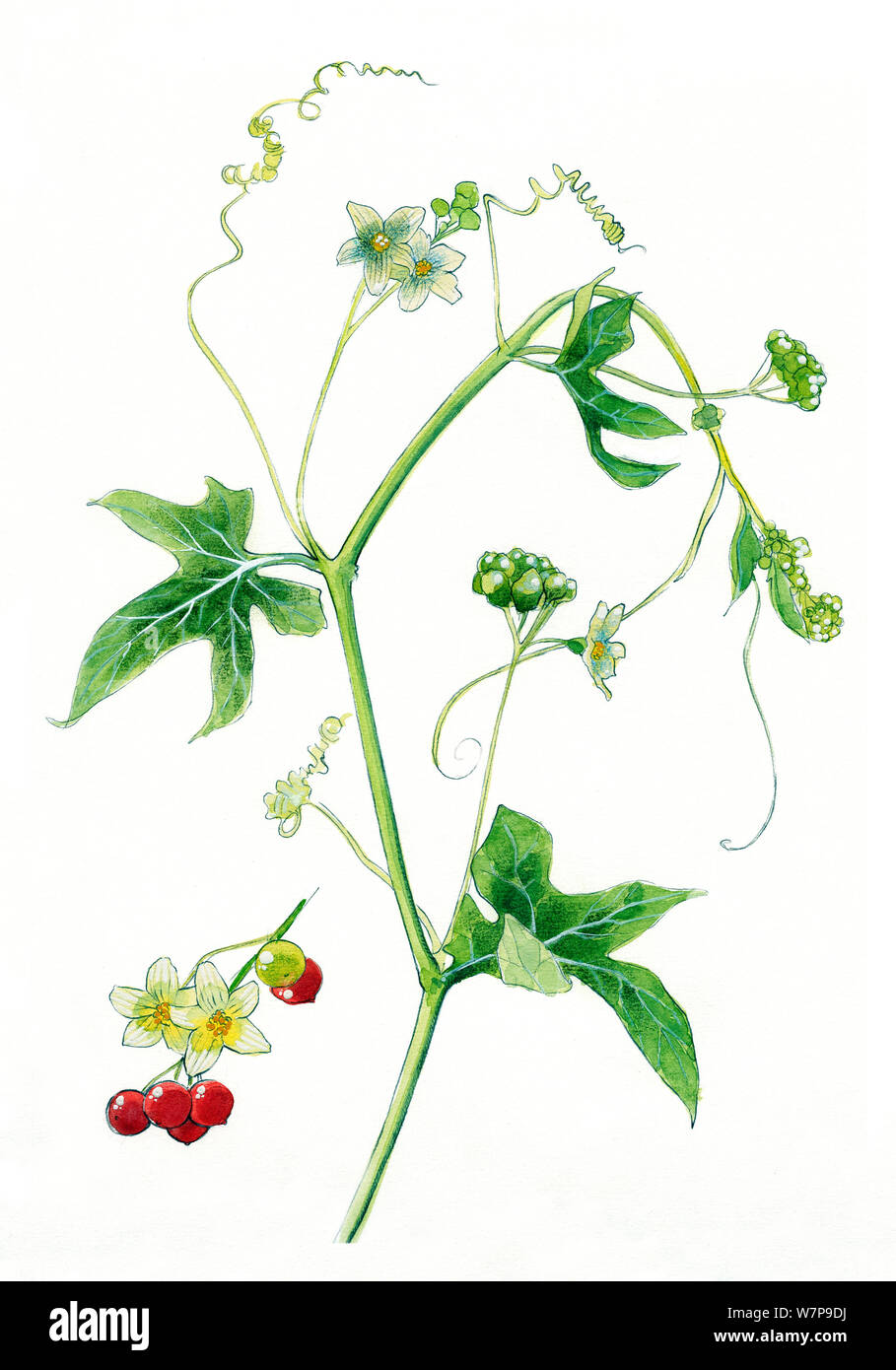 Illustration of Bryony (Bryonia dioica). Pencil and watercolor painting ...