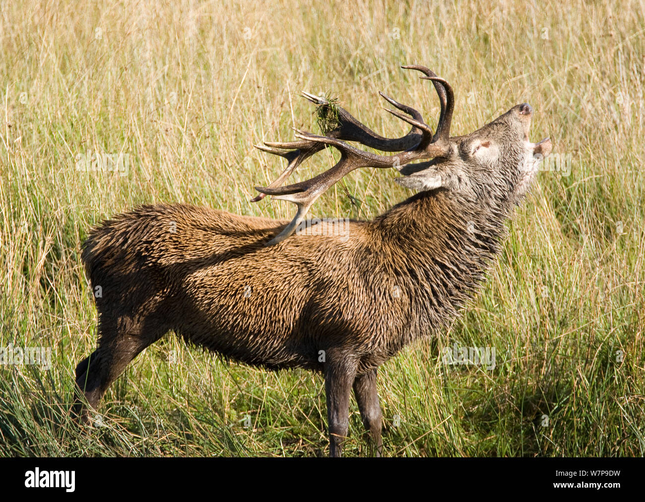 Roaring red stag scotland hi-res stock photography and images - Alamy