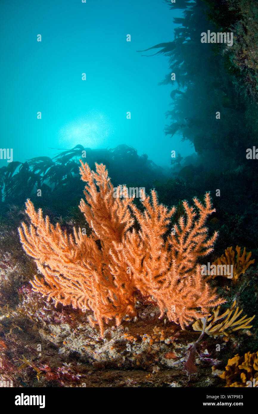 Pink sea fans coral hi-res stock photography and images - Alamy