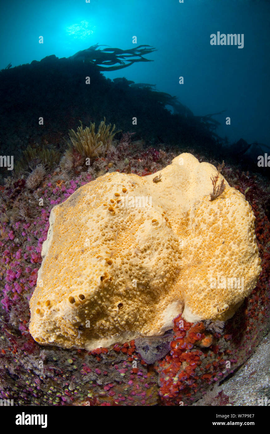 Boring Sponge (Cliona celata) Vingt Clos, Sark, British Channel Islands ...
