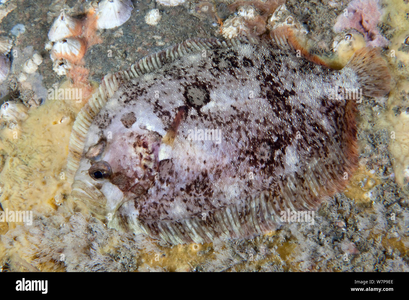 Flatfish hi-res stock photography and images - Alamy