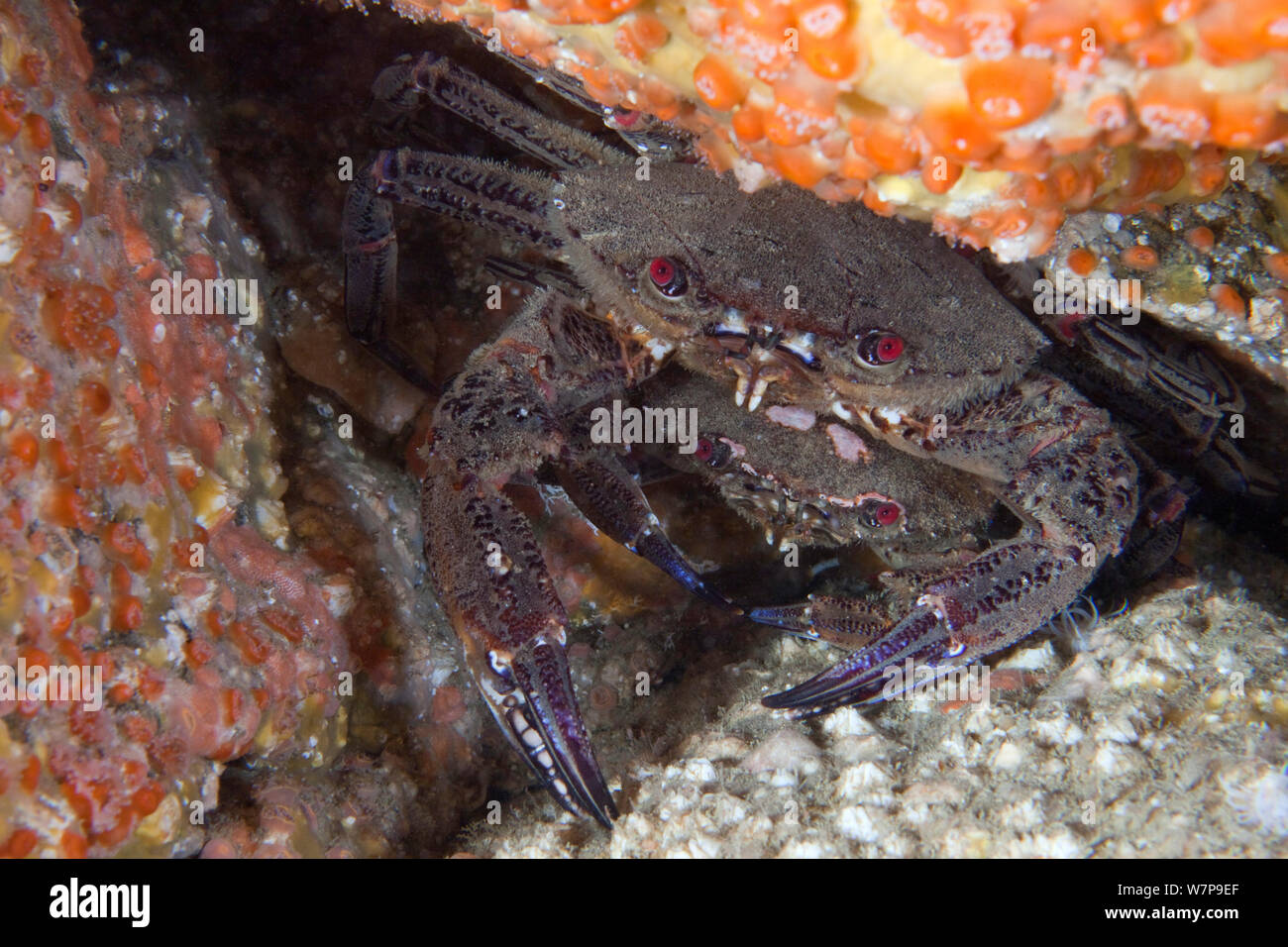 Male female swimming crabs hi-res stock photography and images - Alamy
