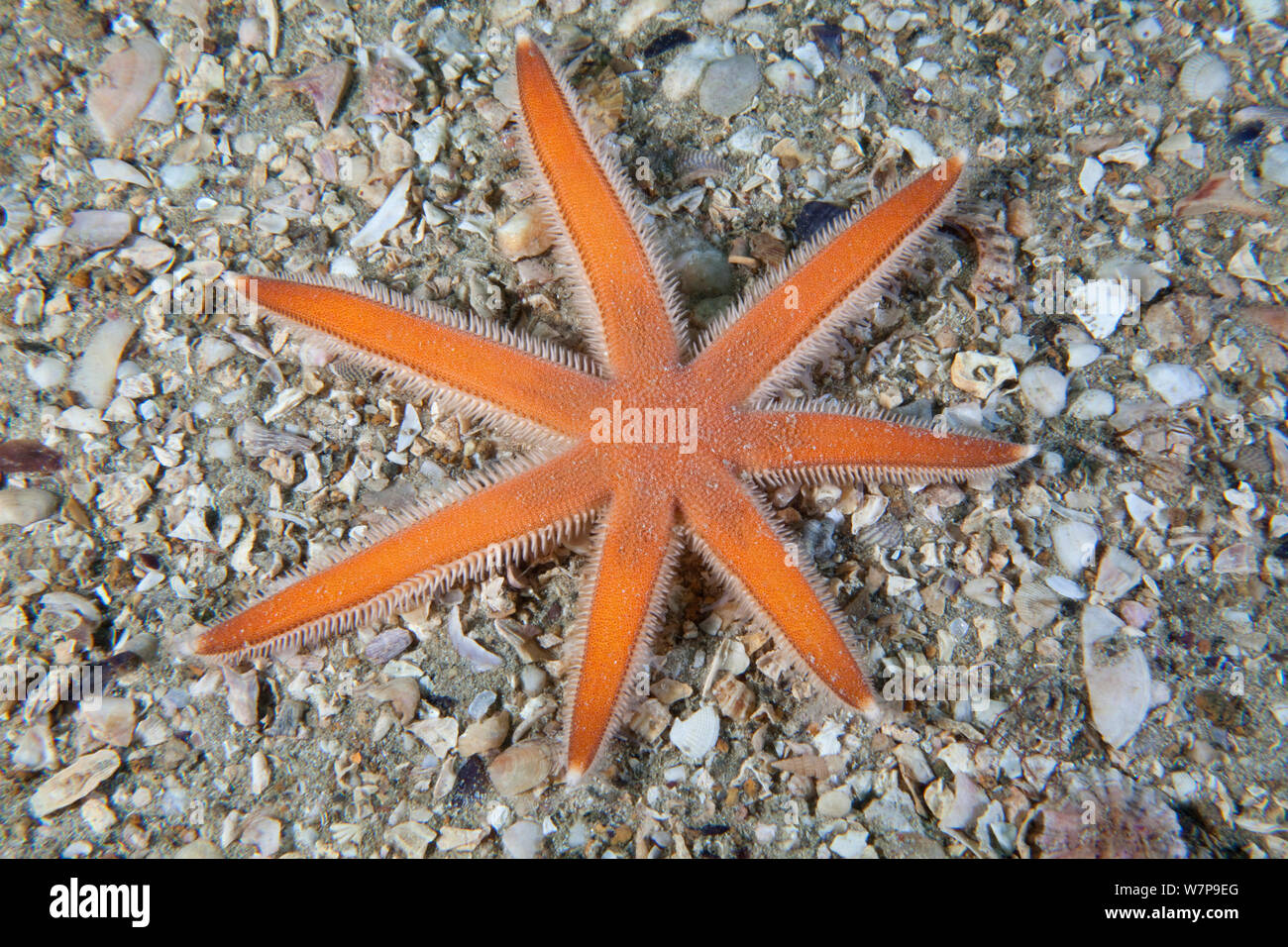 Seven-armed Starfish (Luidia ciliaris). Les Dents, Sark, British ...