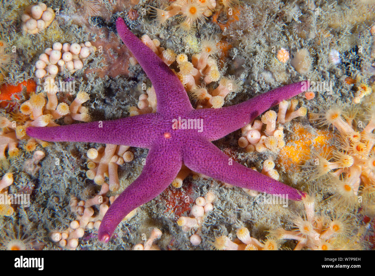 Bloody Henry Starfish (Henricia oculata). Les Dents, Sark, British ...