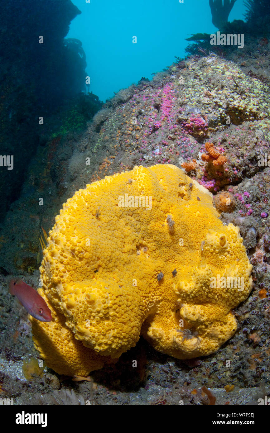 Boring Sponge (Cliona celata). Grune du Nord, Sark, British Channel ...