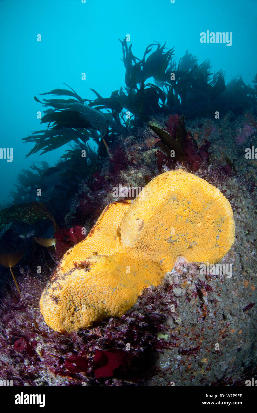 Boring Sponge (Cliona celata) Grune du Nord, Sark, British Channel ...