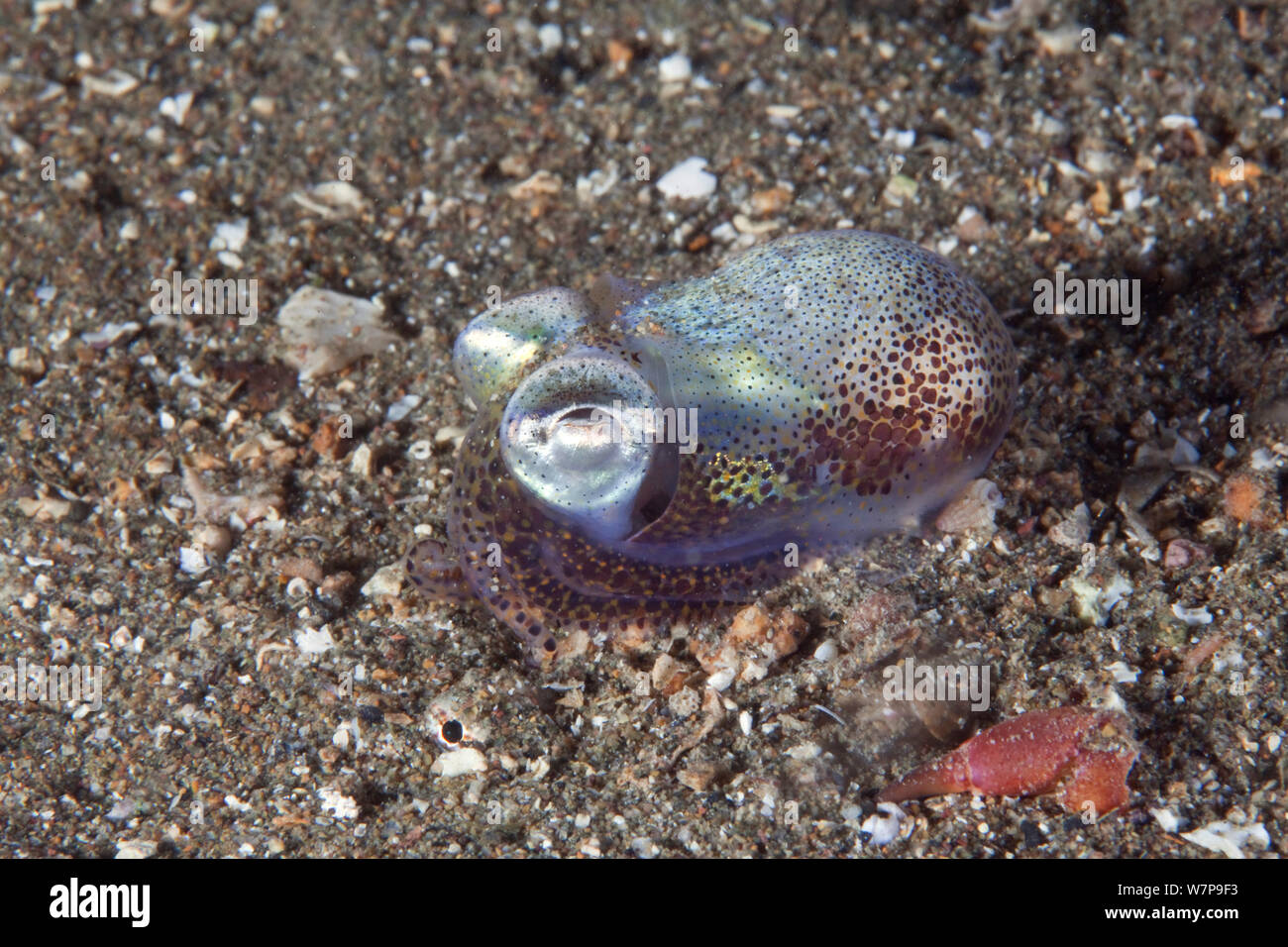 Little Cuttlefish / Bobtail Squid (Sepiola atlantica). Maseline harbour ...